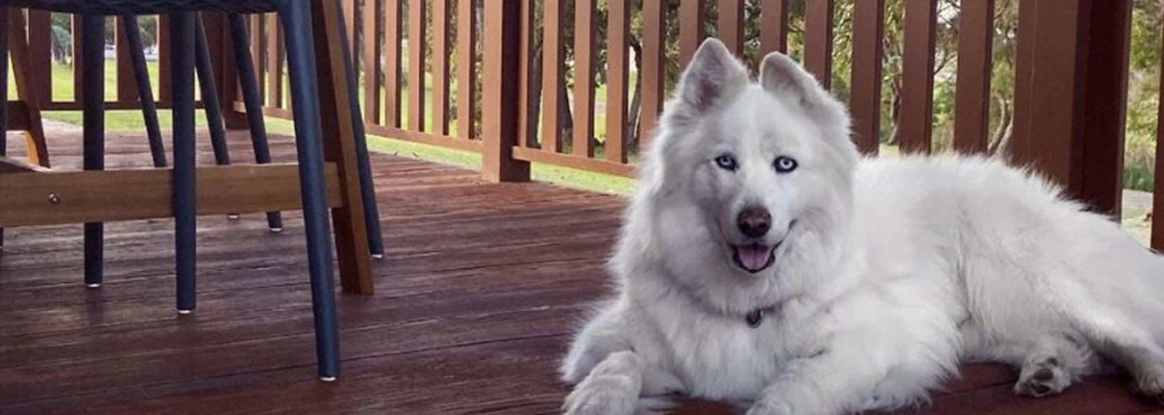 Pets & Modifications in WA Rentals: New Rules Simplify the Process in ...